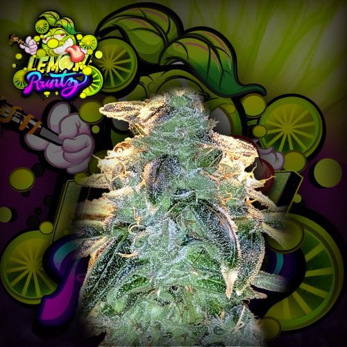 Lemon Runtz – Crazy Seeds
