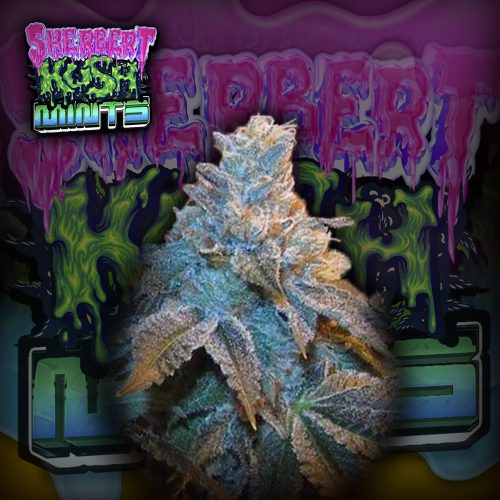 Sherbert Kush Mints – Crazy Seeds